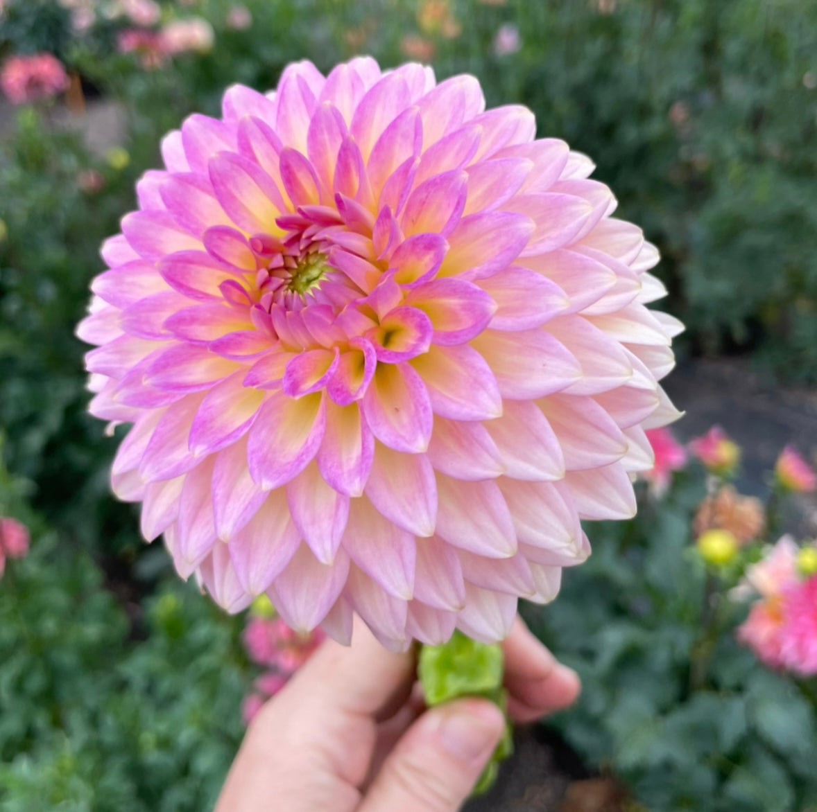 Oreti Adele – River Road Flower Farm