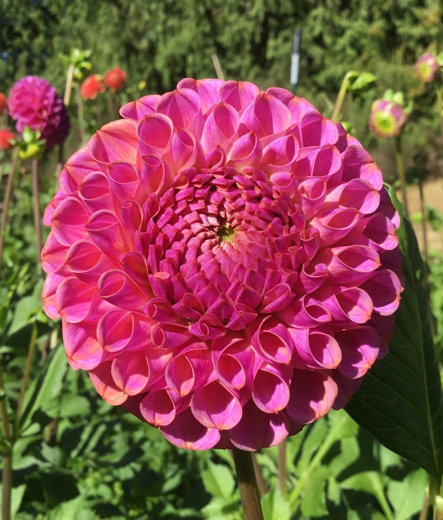 Caitlin’s Joy – River Road Flower Farm