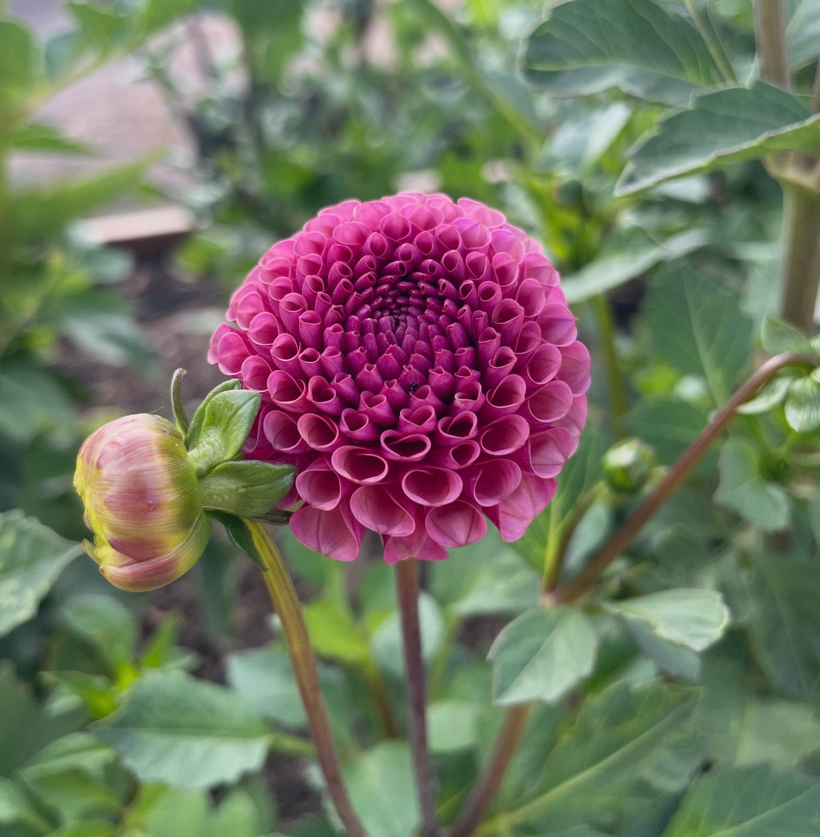 Koko Puff – River Road Flower Farm