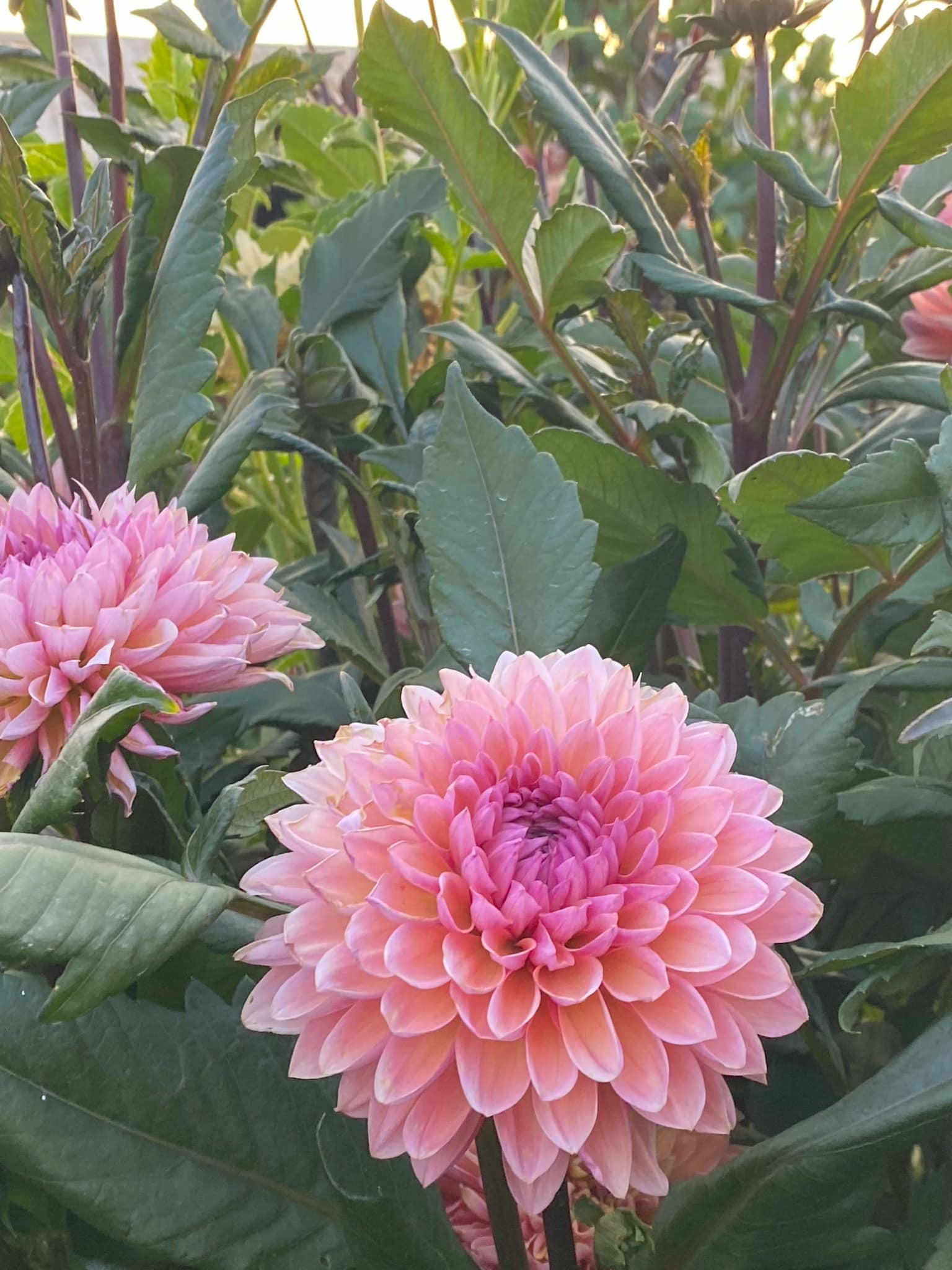 Sweet Saane – River Road Flower Farm