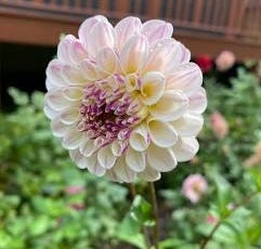 Bloomquist Wonderful – River Road Flower Farm