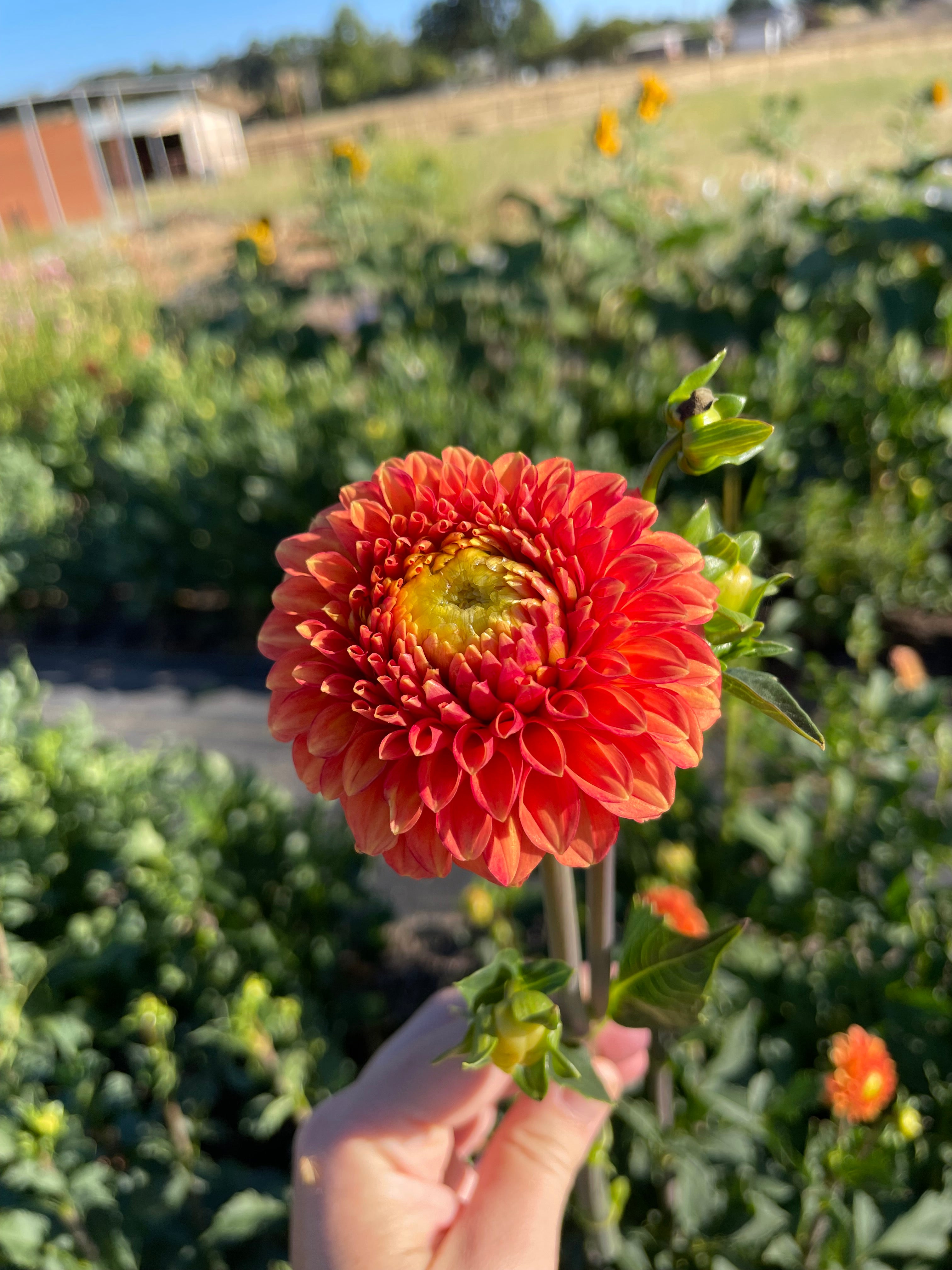 Hy Suntan – River Road Flower Farm