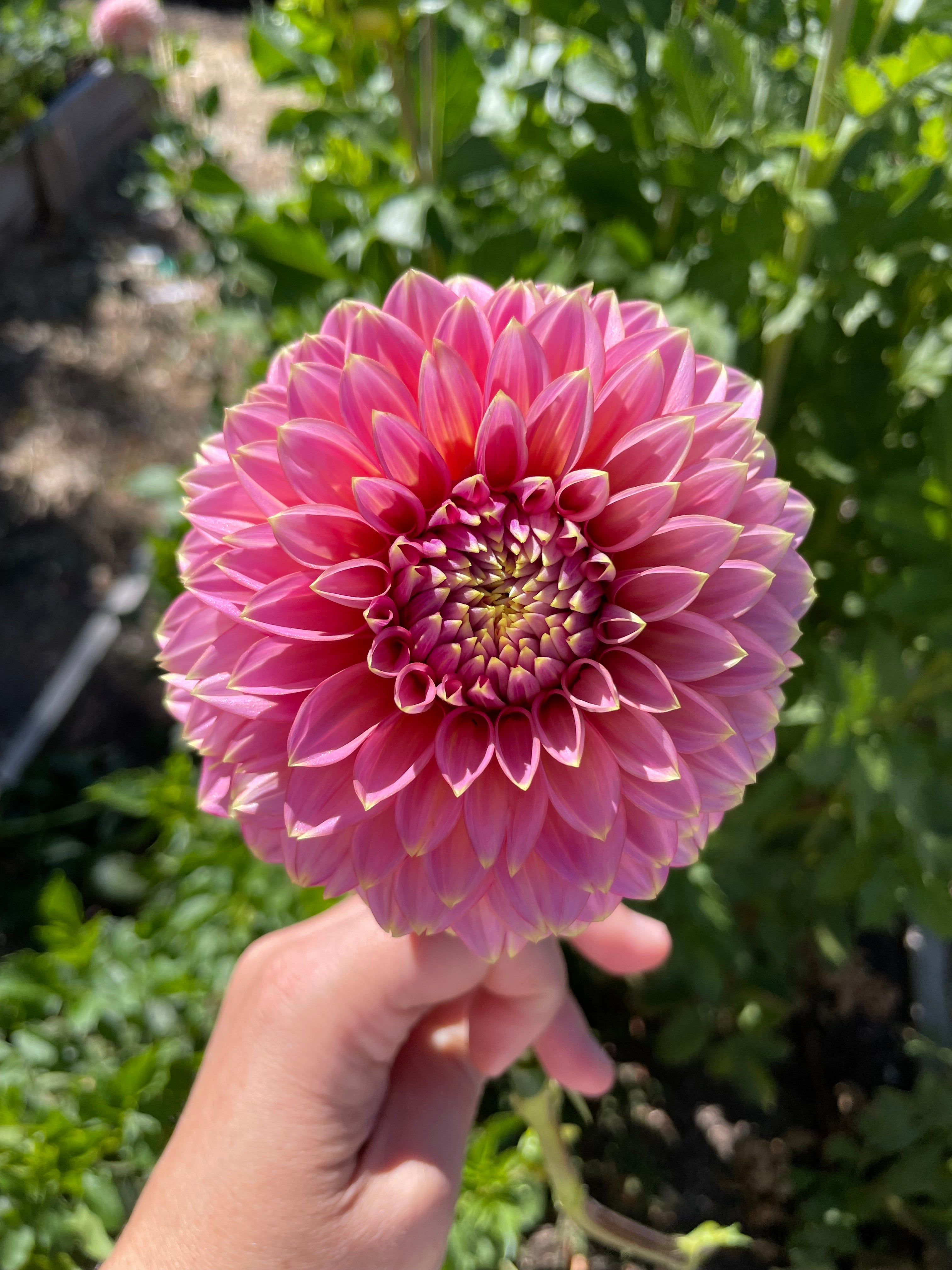 Bloomquist Mojo – River Road Flower Farm